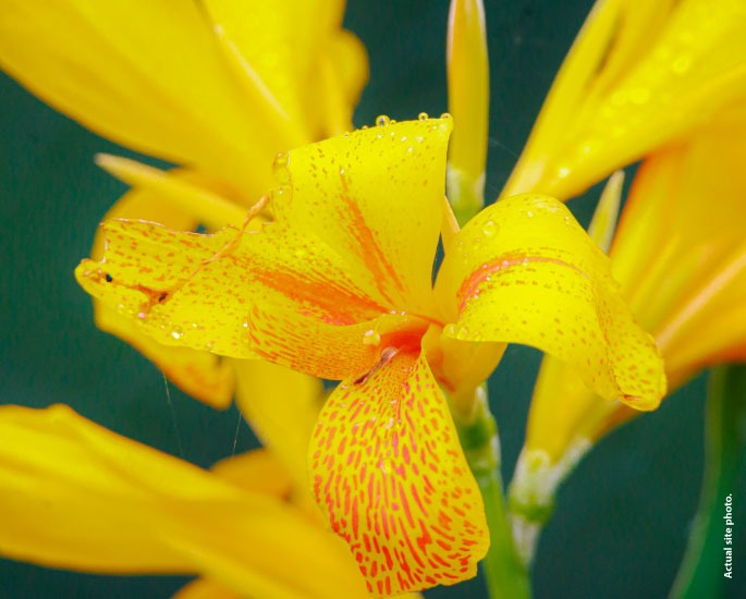 Experience Luxury NA Plot Amenities at Satvam Hills