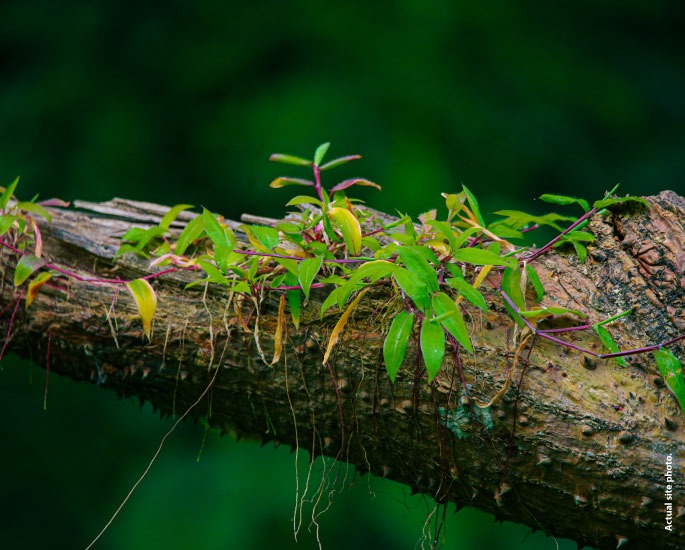 Experience Luxury NA Plot Amenities at Satvam Hills